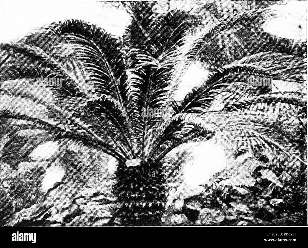 . Botany for agricultural students . Botany. 446 SPERMATOPHYTES (SEED ...