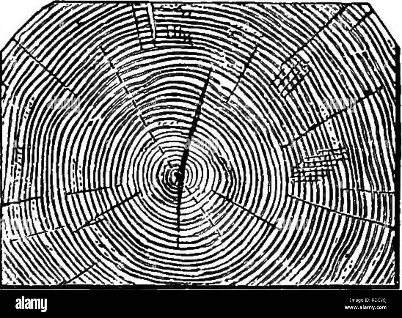 Green forest images Black and White Stock Photos & Images - Alamy