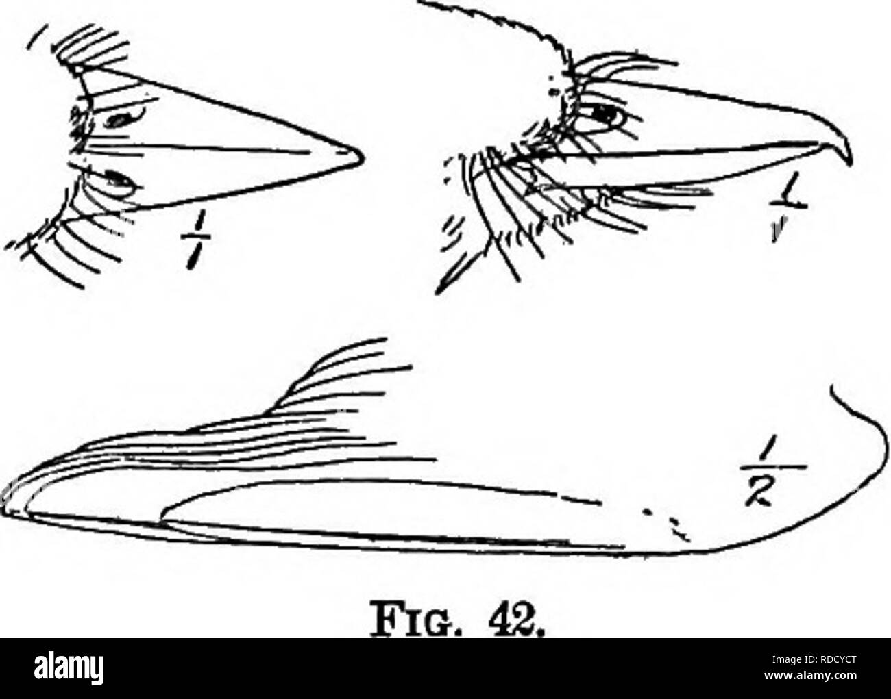 . Handbook of birds of eastern North America : with keys to the species ...