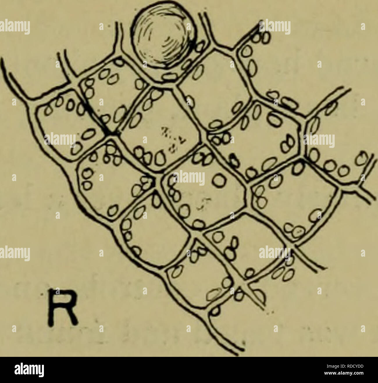 Radium bromide hi-res stock photography and images - Alamy
