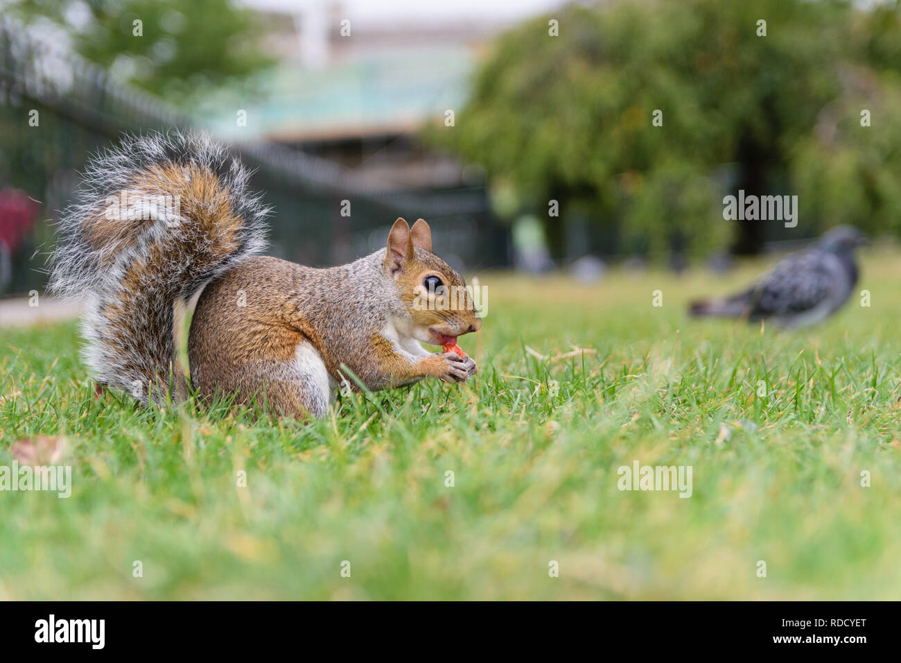 Grey Squirrel eating a Strawberry in a local Park Stock Photo - Alamy