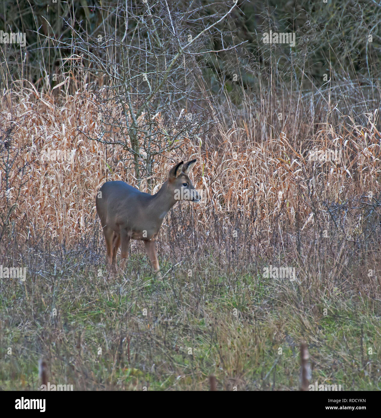 Roe Deer, Capreolus, capreolus Stock Photo - Alamy