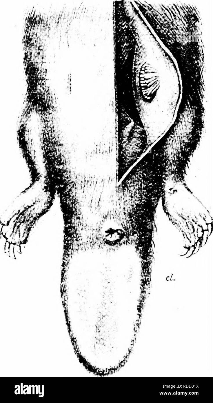 . The mammary apparatus of the mammalia : in the light of ontogenesis ...