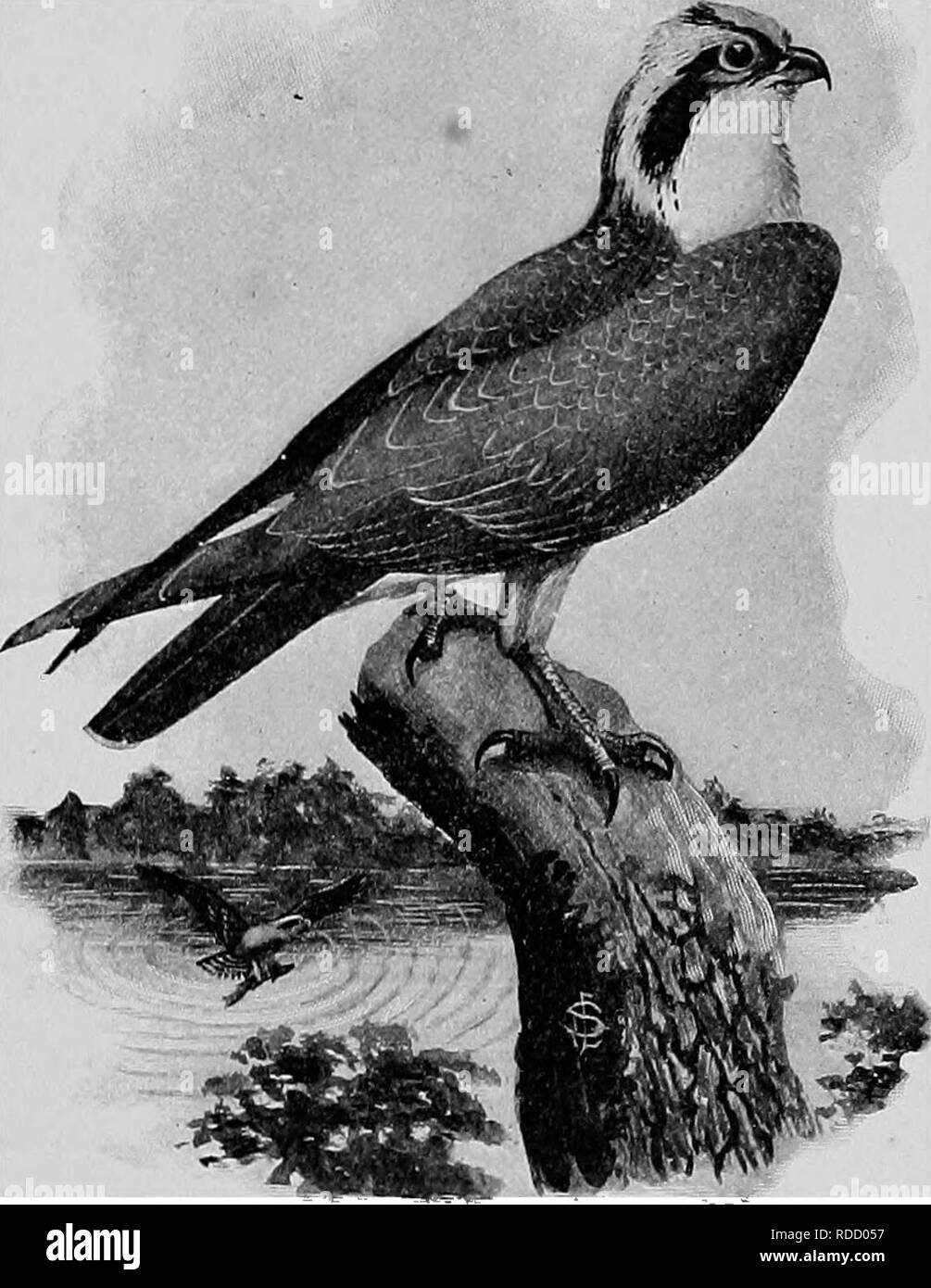 Osprey flying feet Black and White Stock Photos & Images - Alamy