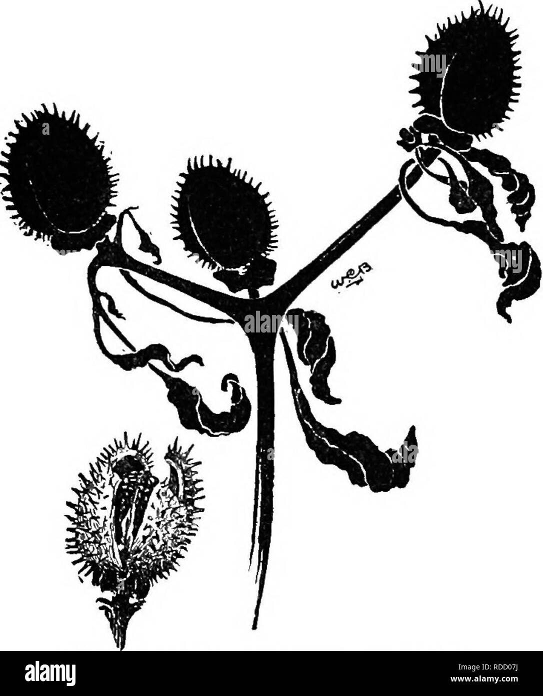 Index kewensis Black and White Stock Photos & Images - Alamy