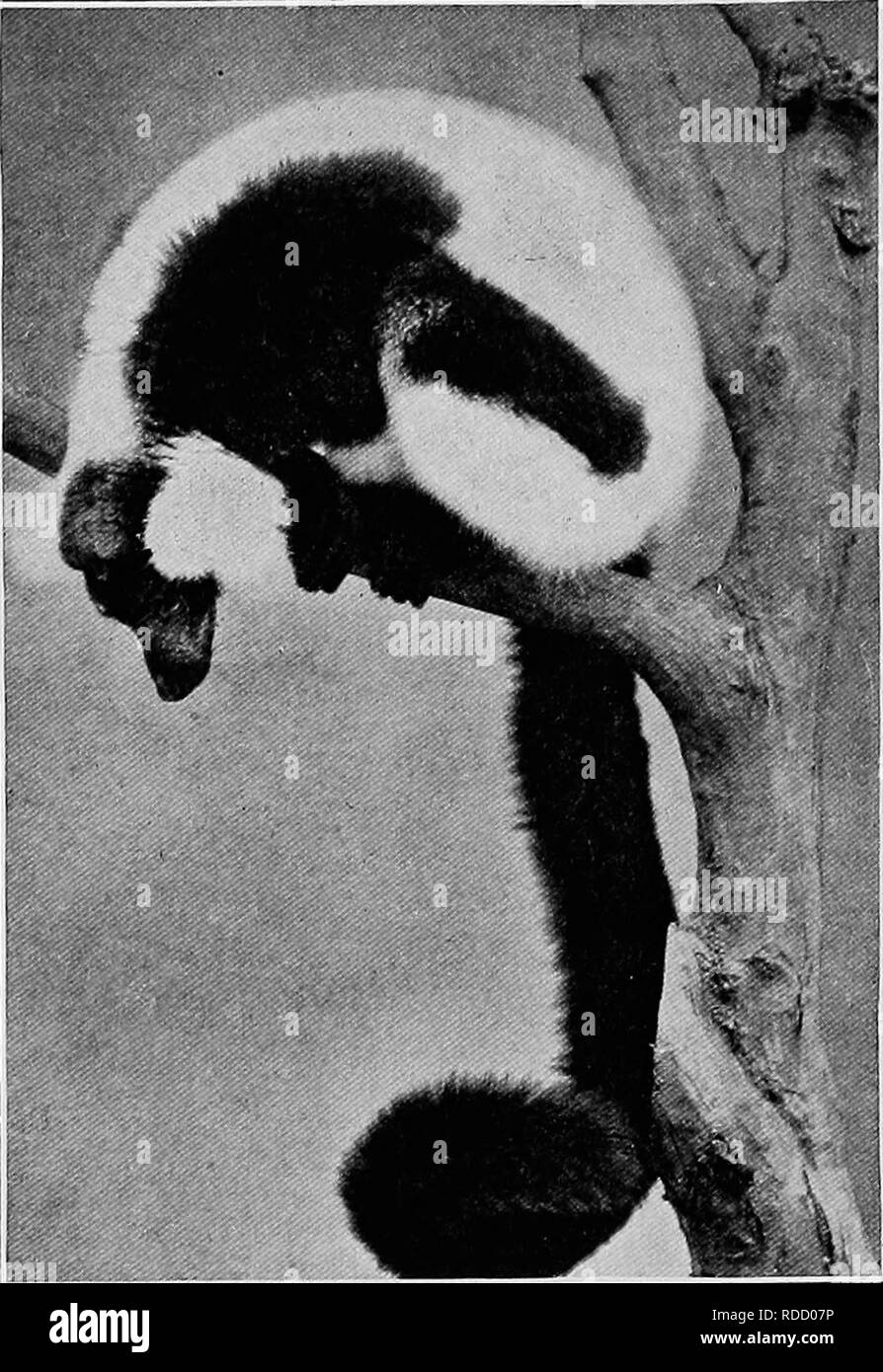 Freedom monkeys Black and White Stock Photos & Images - Alamy