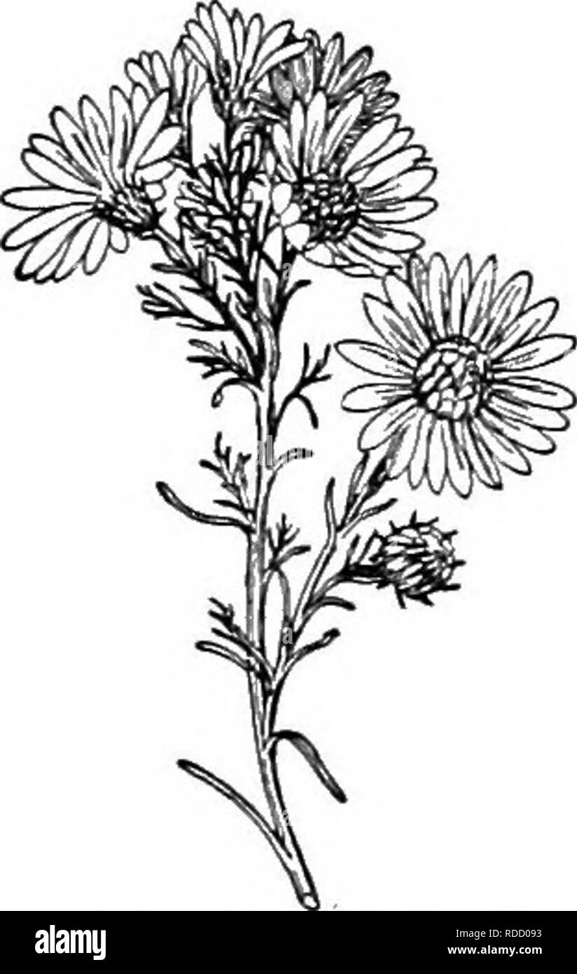 Double terminal flowers Black and White Stock Photos & Images - Alamy