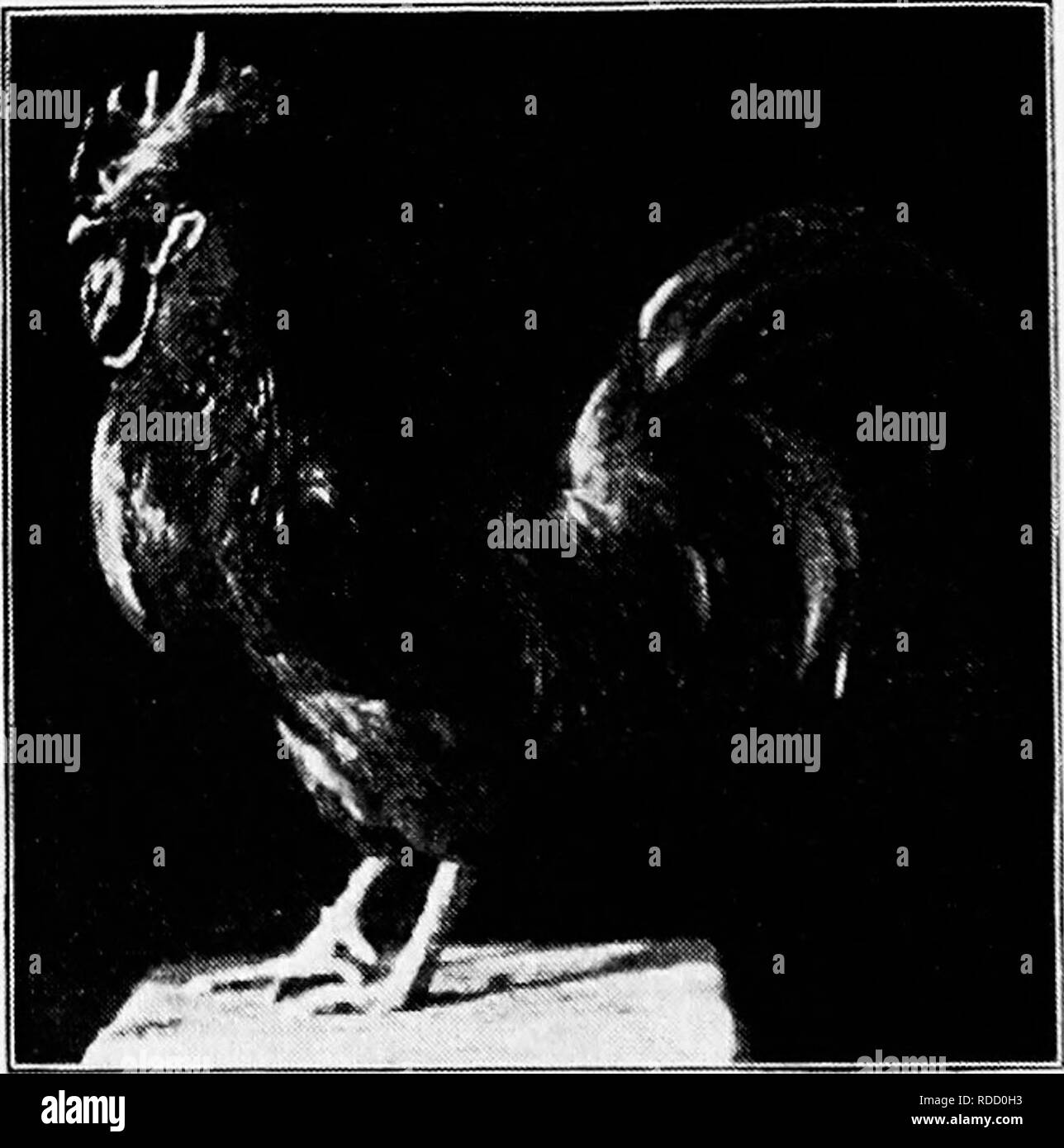 Buff wings Black and White Stock Photos & Images - Alamy