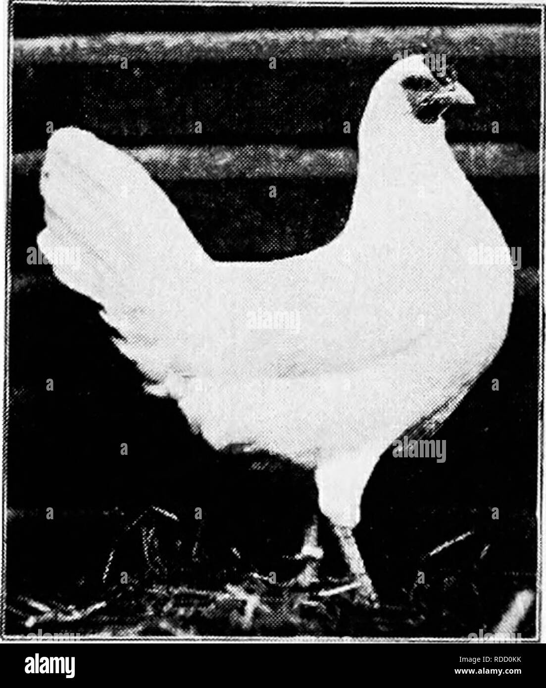 Black leghorn cockerel Black and White Stock Photos & Images - Alamy