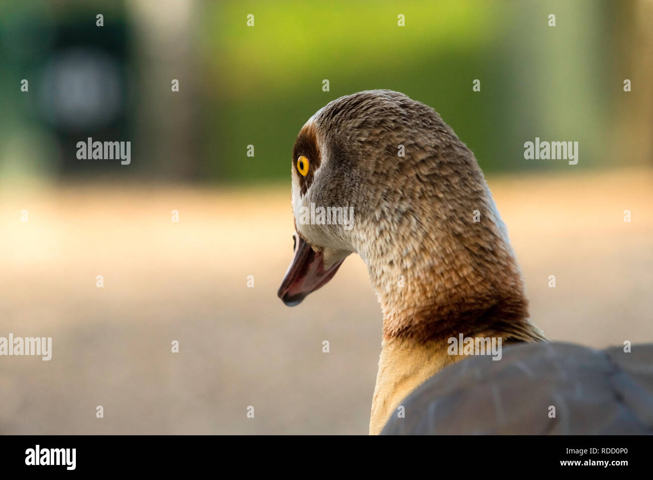 Swan smile hi-res stock photography and images - Alamy