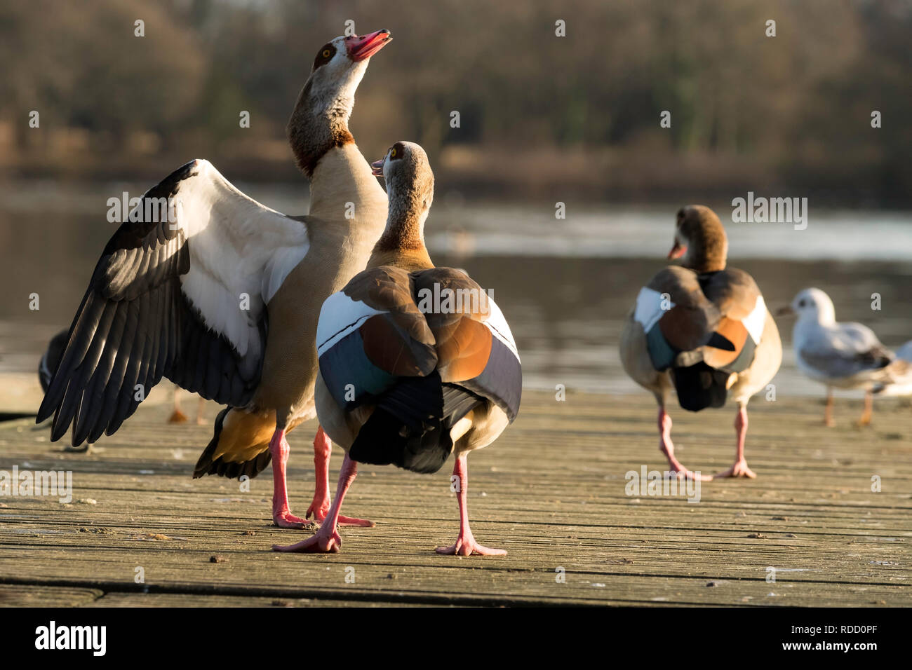 Ducks uprising wings on the jetty Stock Photo - Alamy
