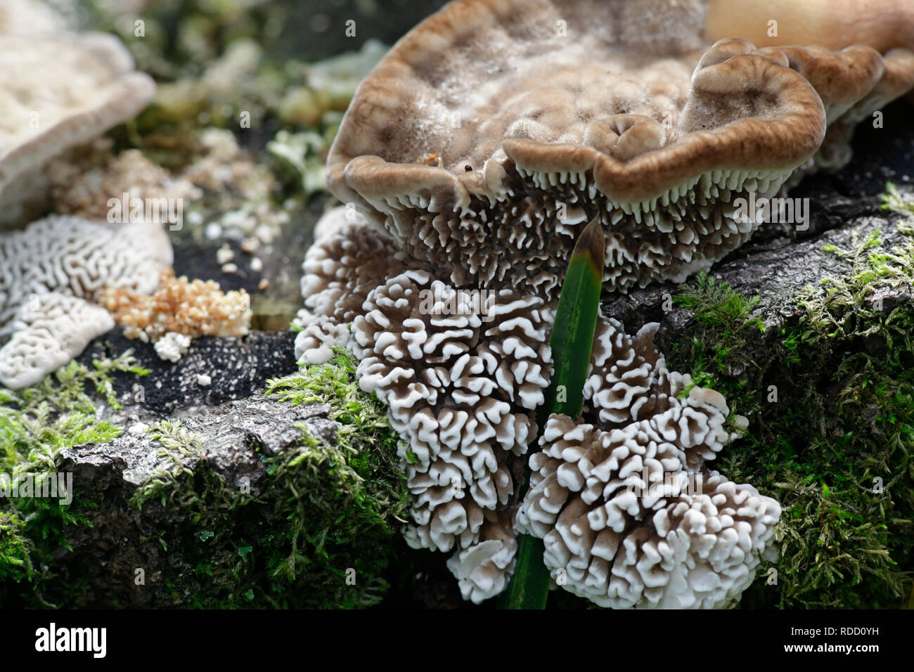 Trametes betulina, known by common names gilled polypore, birch ...