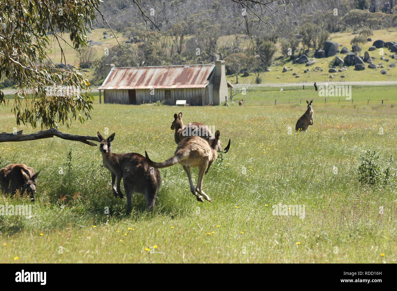 Mob of kangaroos at Orroral Homestead Stock Photo - Alamy