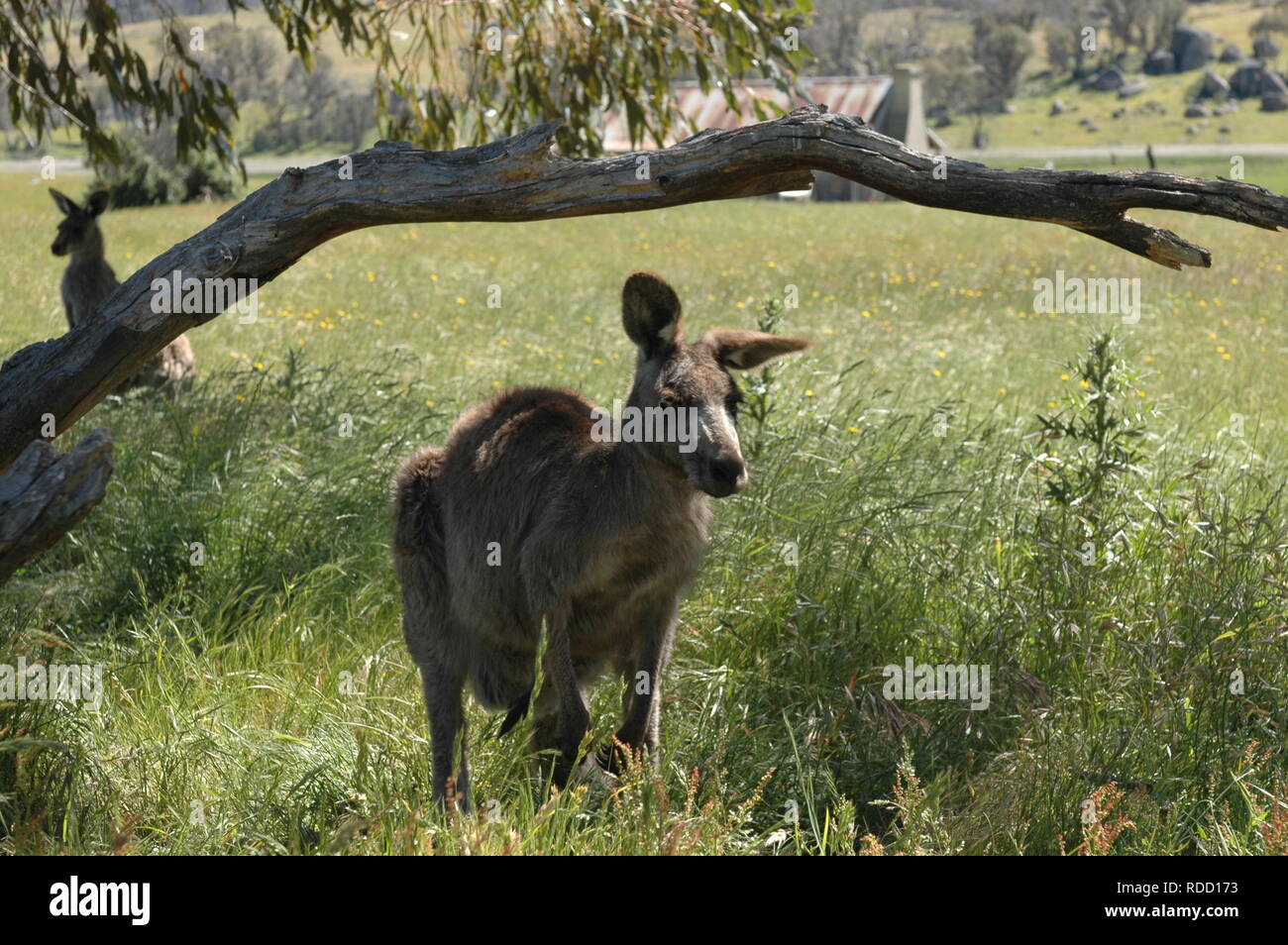 Historical orroral homestead hi-res stock photography and images - Alamy