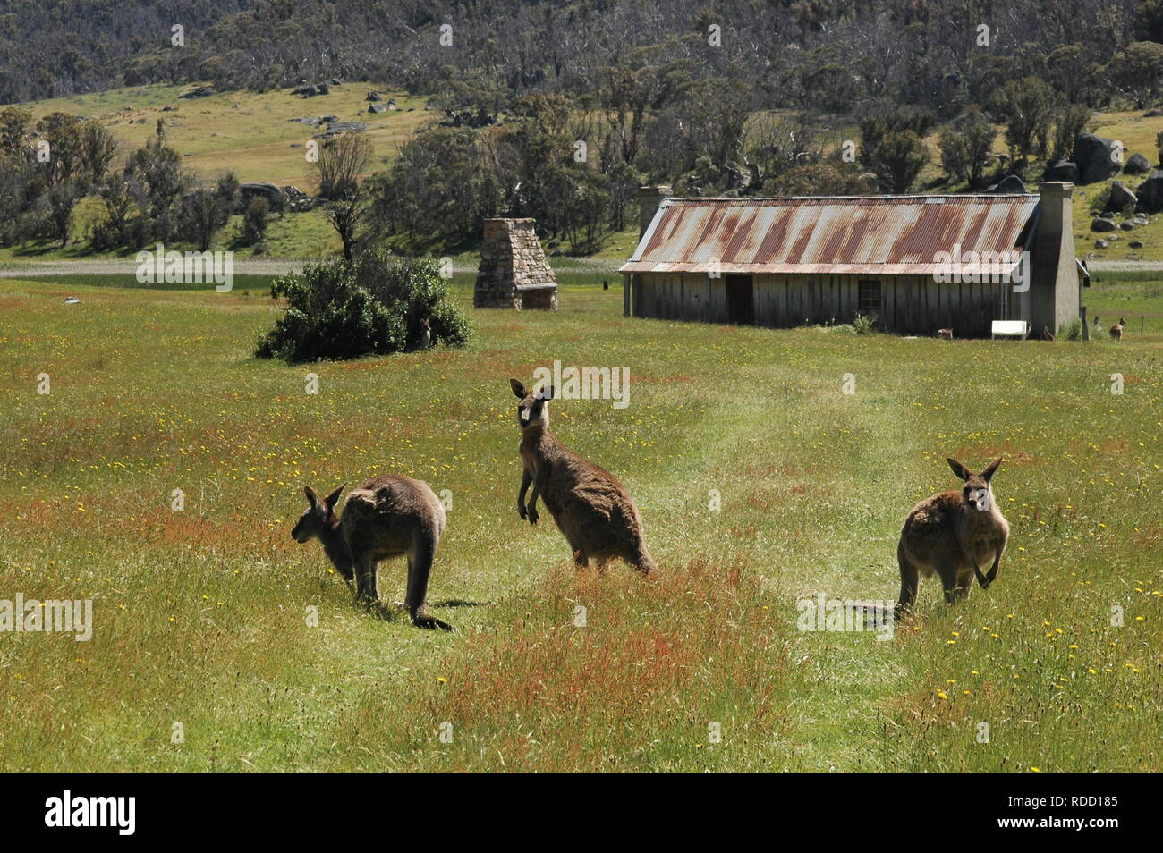 Mob of kangaroos at Orroral Homestead Stock Photo - Alamy