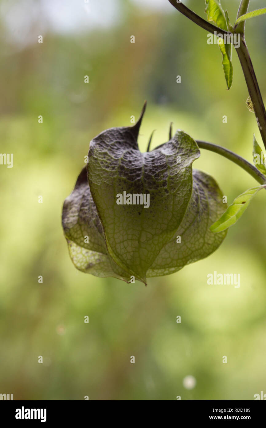 Apple of peru hi-res stock photography and images - Alamy