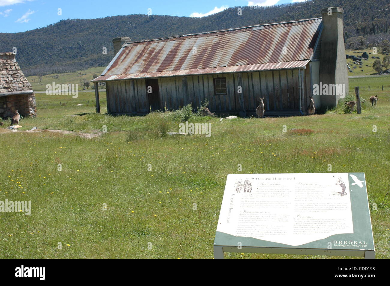 Kangaroos at Orroral Homestead Stock Photo - Alamy