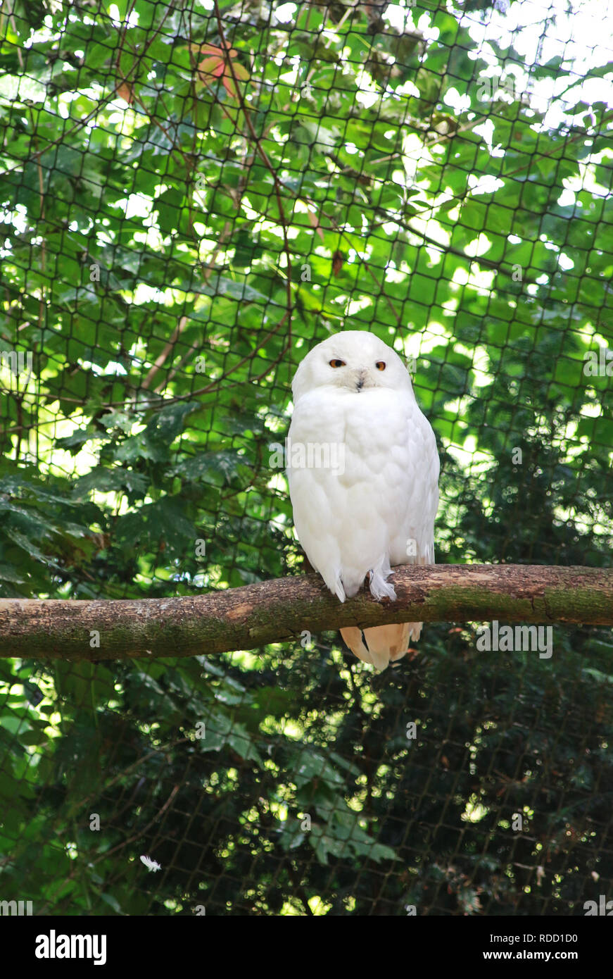 pure white snowy owl sitting on a branch in an aviary, green background ...