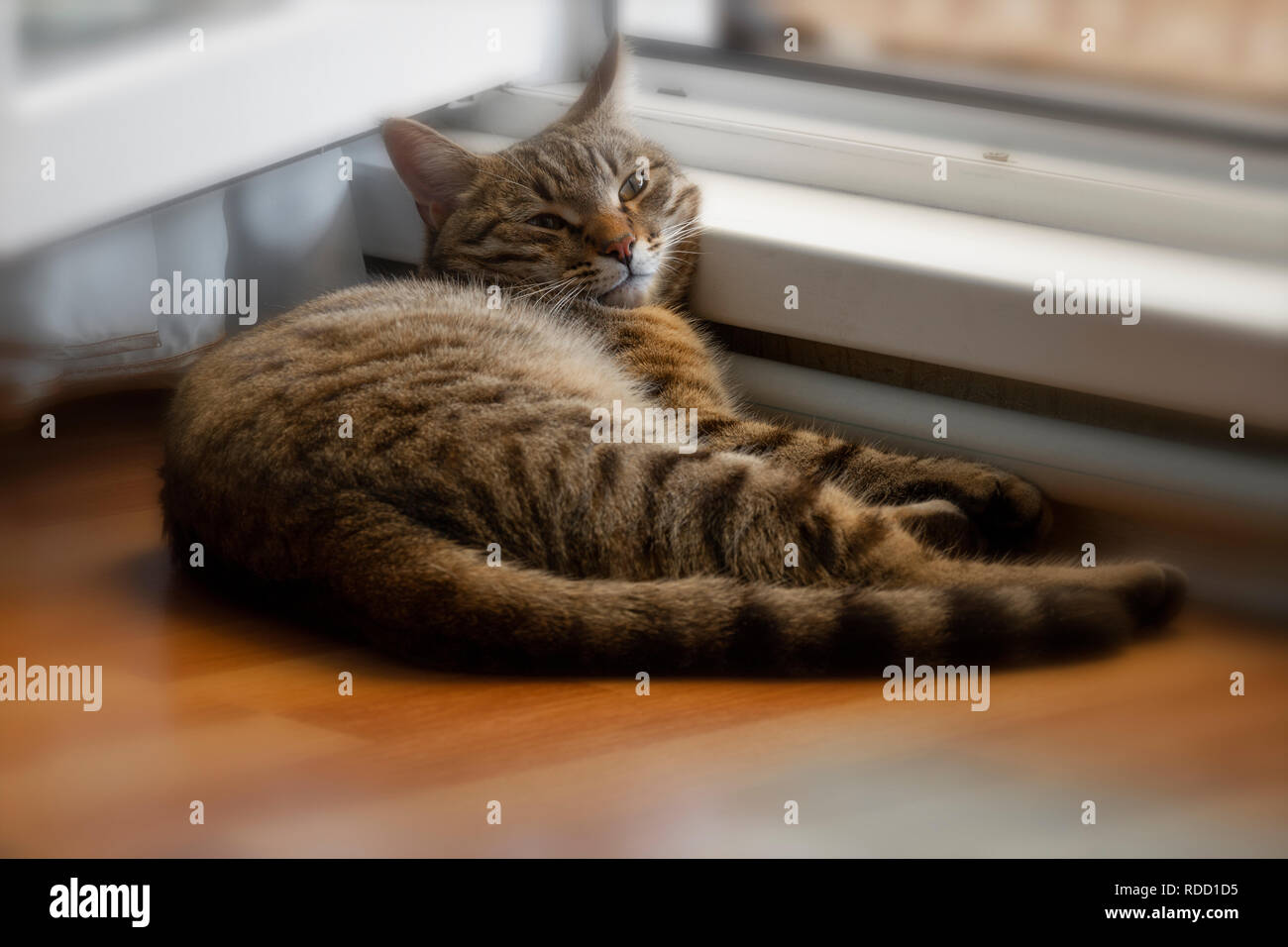 The cat is dozing near the open window Stock Photo - Alamy