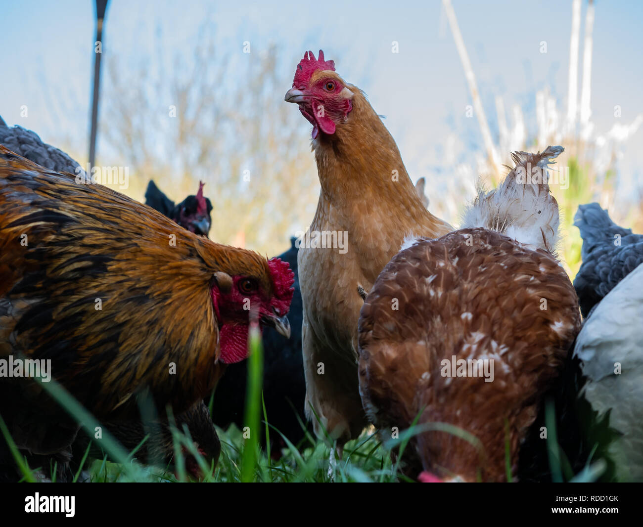 a group of chicken being fed Stock Photo - Alamy