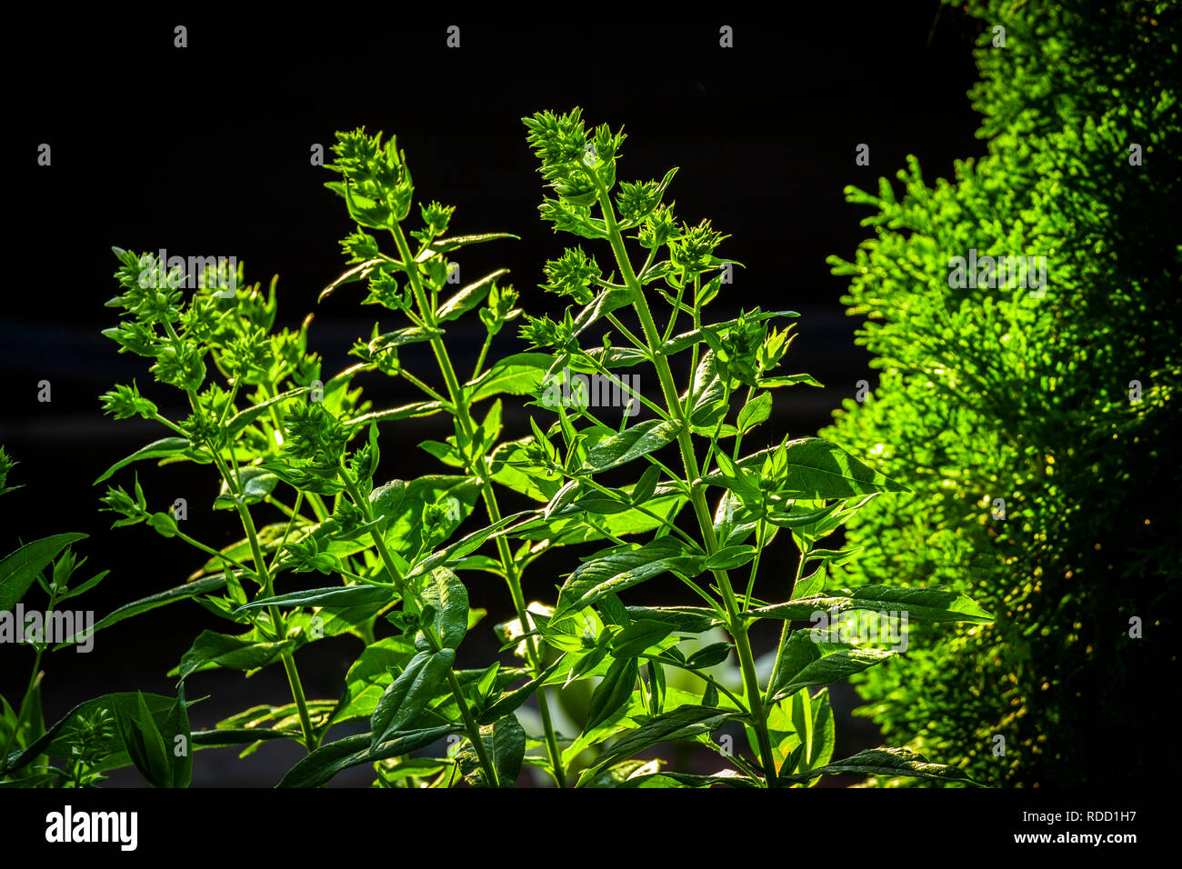 Decorative garden bush in the backyard close up Stock Photo - Alamy