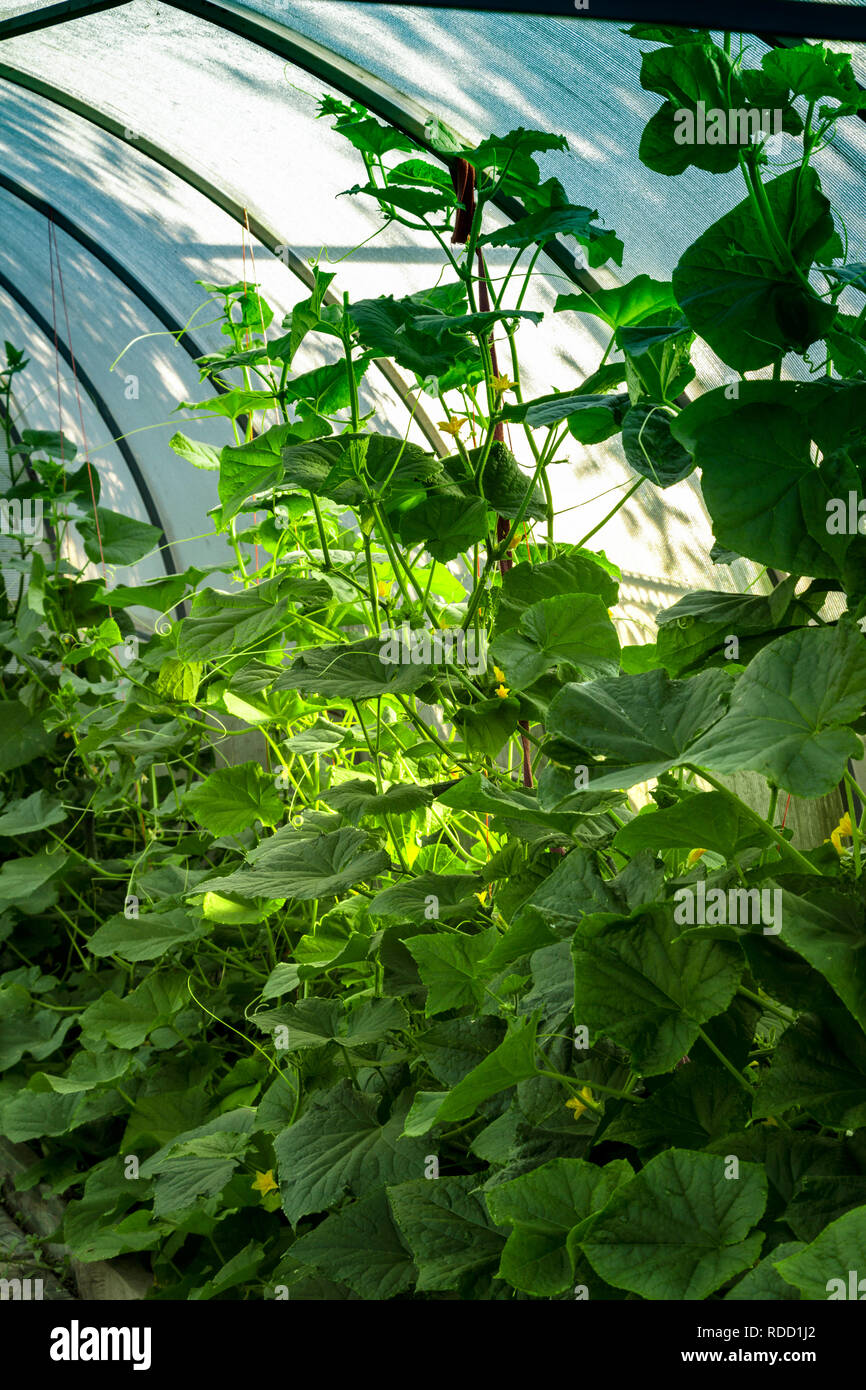 Cucumbers grow in a home greenhouse Stock Photo - Alamy