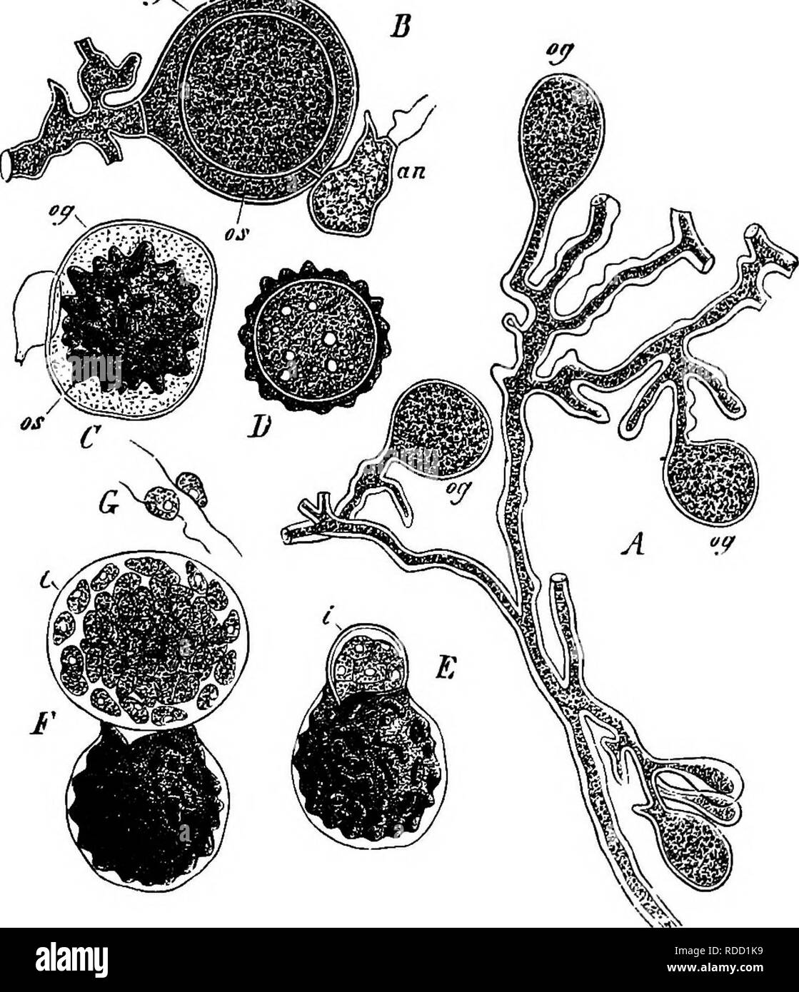 How Many Species Of Fungi Are There