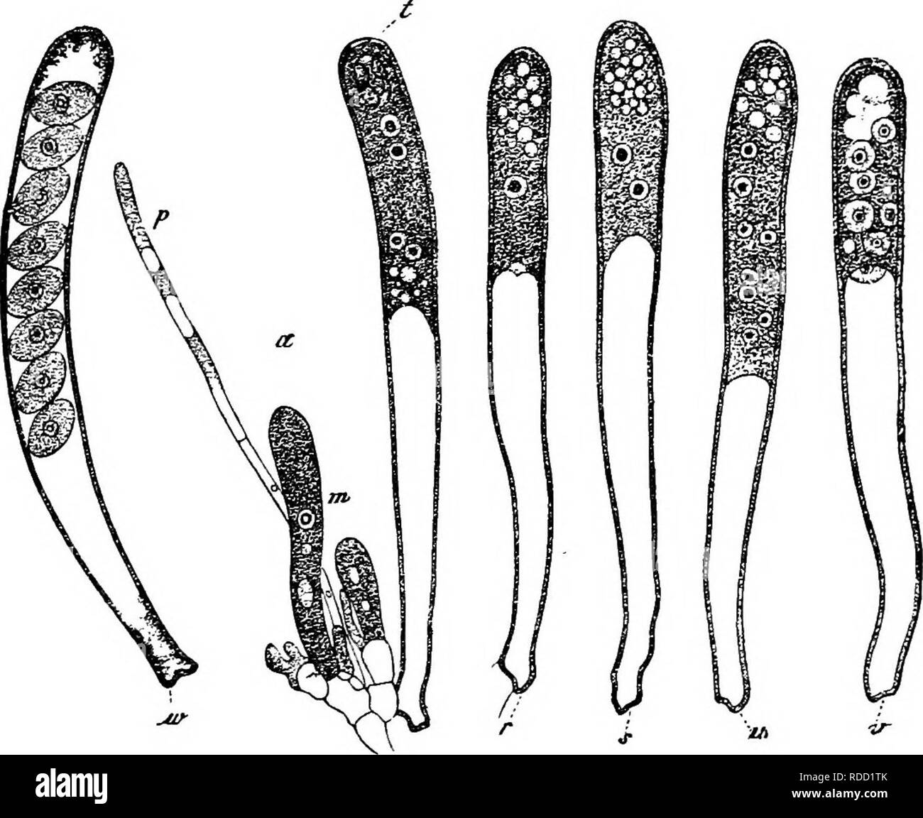 . Comparative morphology and biology of the fungi, mycetozoa and ...