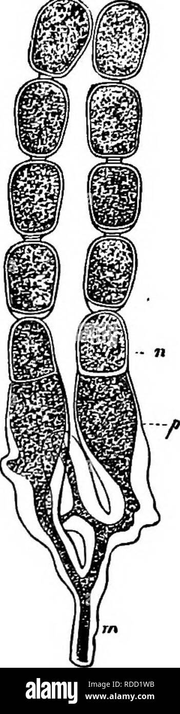 Botrytis cinerea Black and White Stock Photos & Images - Alamy