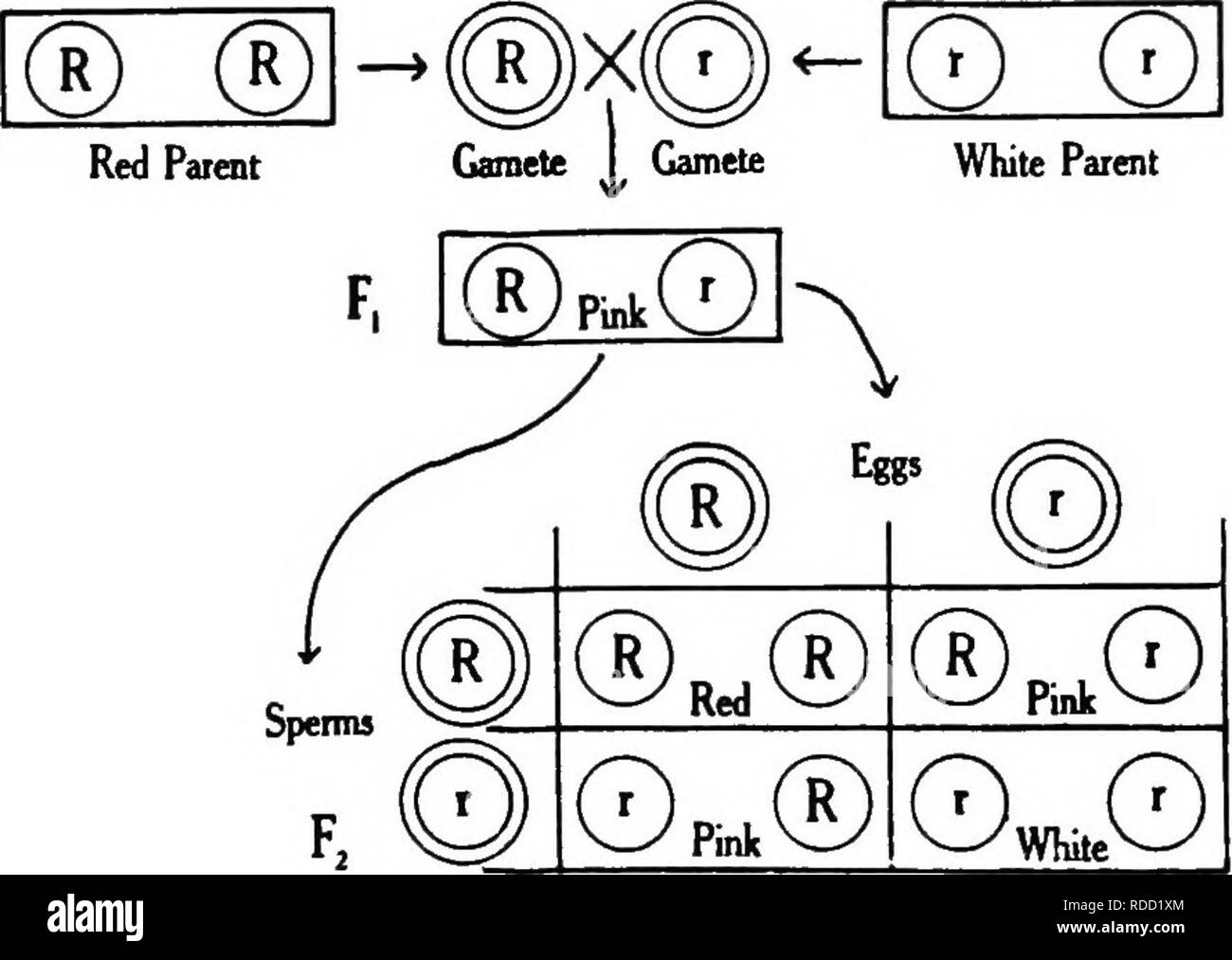 Red blend rose Black and White Stock Photos & Images - Alamy