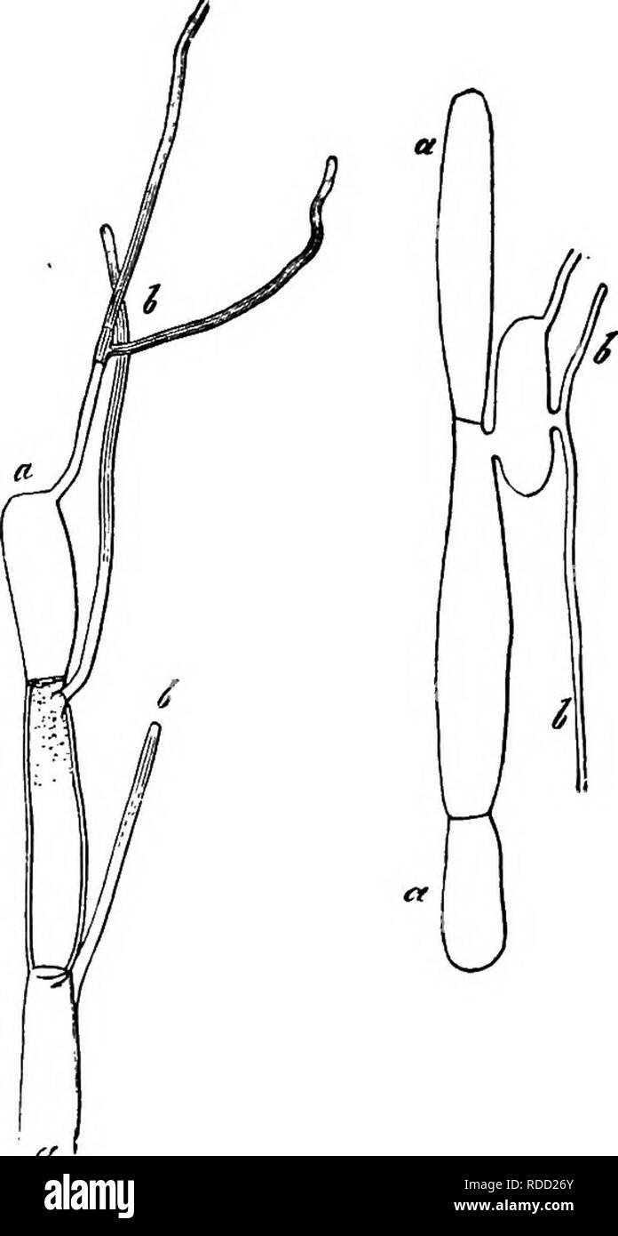 . Comparative morphology and biology of the fungi, mycetozoa and ...