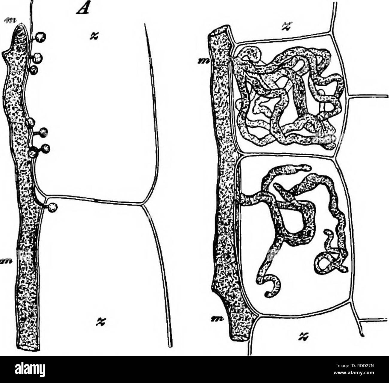 . Comparative morphology and biology of the fungi, mycetozoa and ...