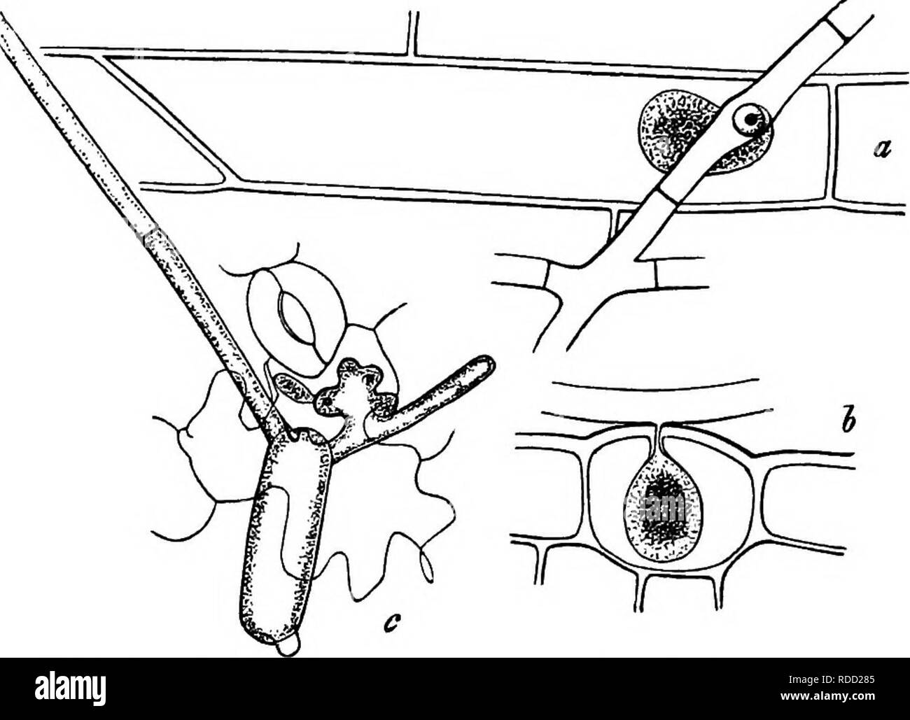 Filamentous thallus hi-res stock photography and images - Alamy