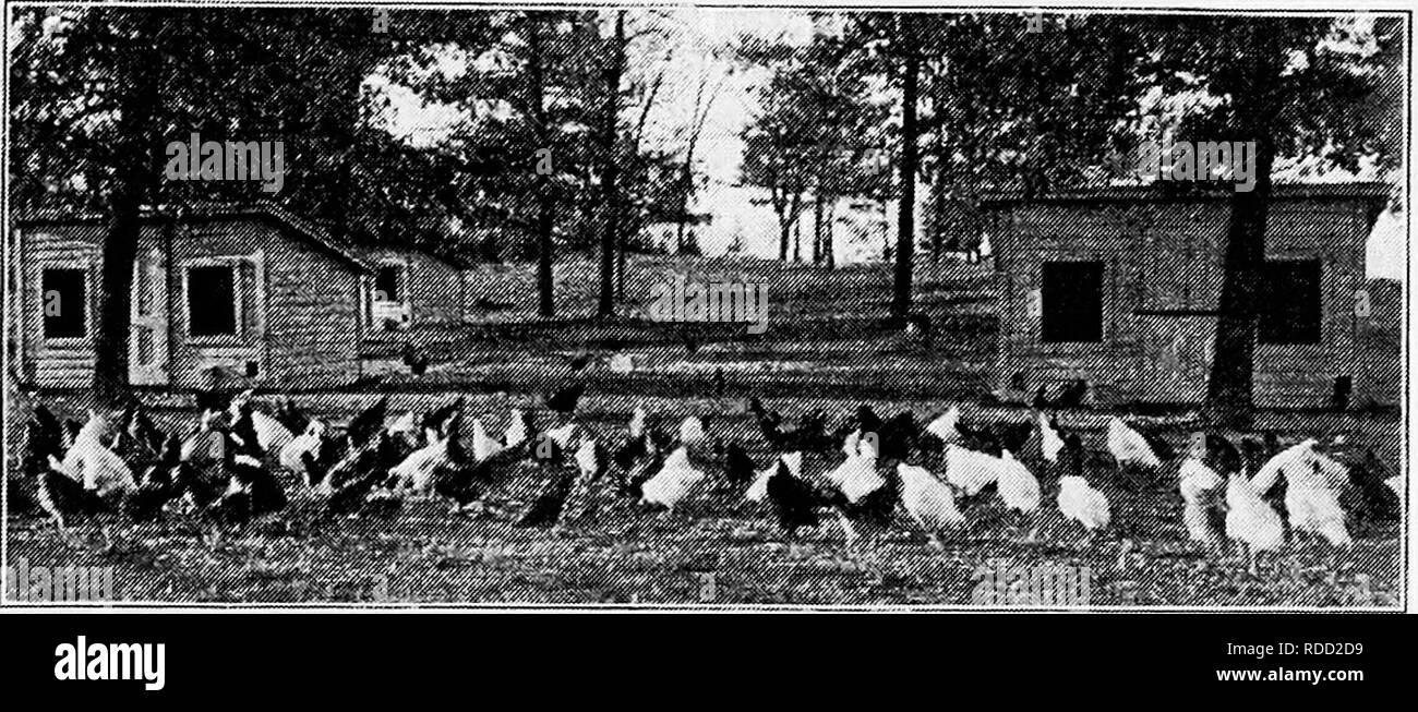 . Principles and practice of poultry culture . Poultry. Fig. 8o ...