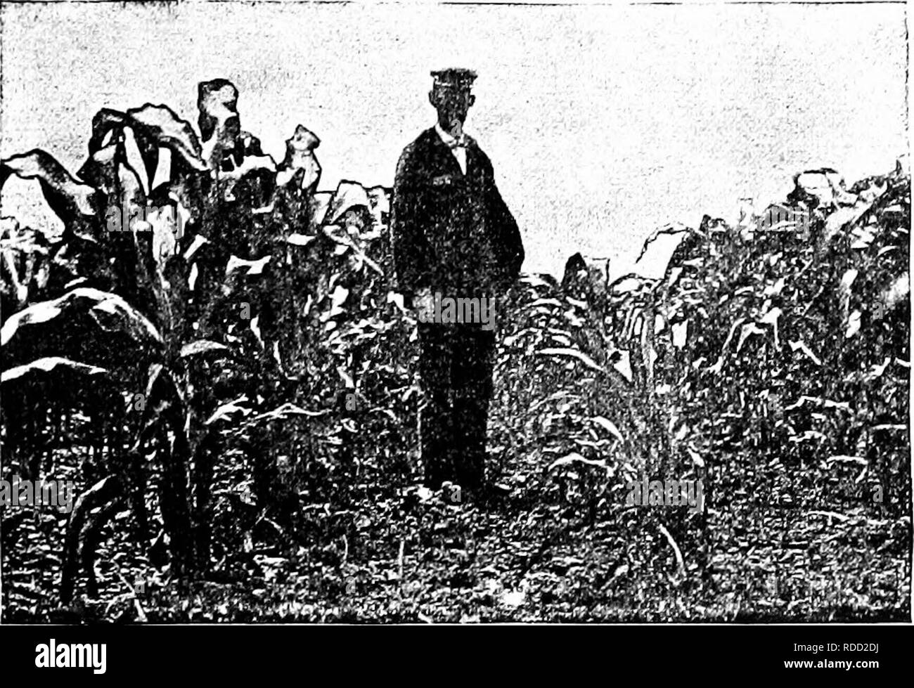 Detasseling corn Black and White Stock Photos & Images - Alamy