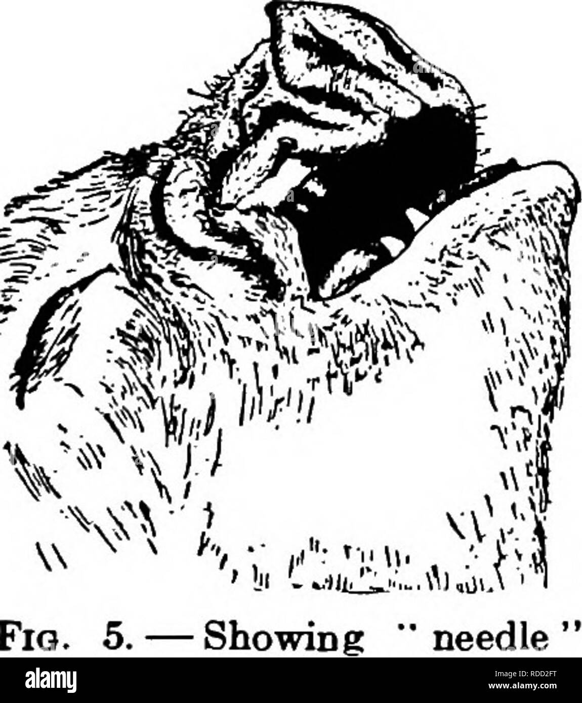 . Pork-production . Swine. 74 Pork Production Needle teeth. By an ...