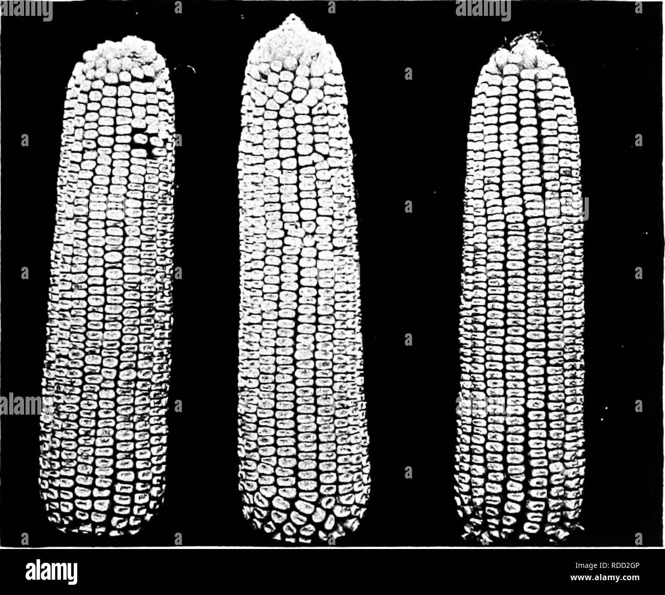 Teosinte corn plant hi-res stock photography and images - Alamy