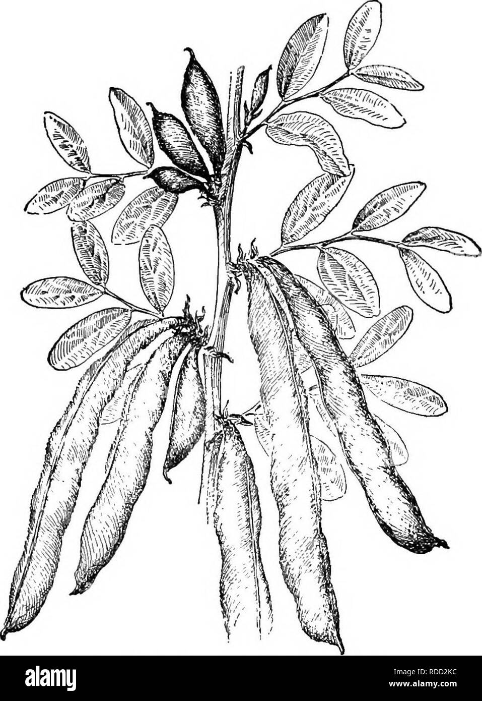 Buck bean Black and White Stock Photos & Images - Alamy