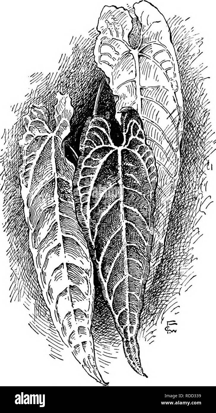 Attenuate leaf base hi-res stock photography and images - Alamy