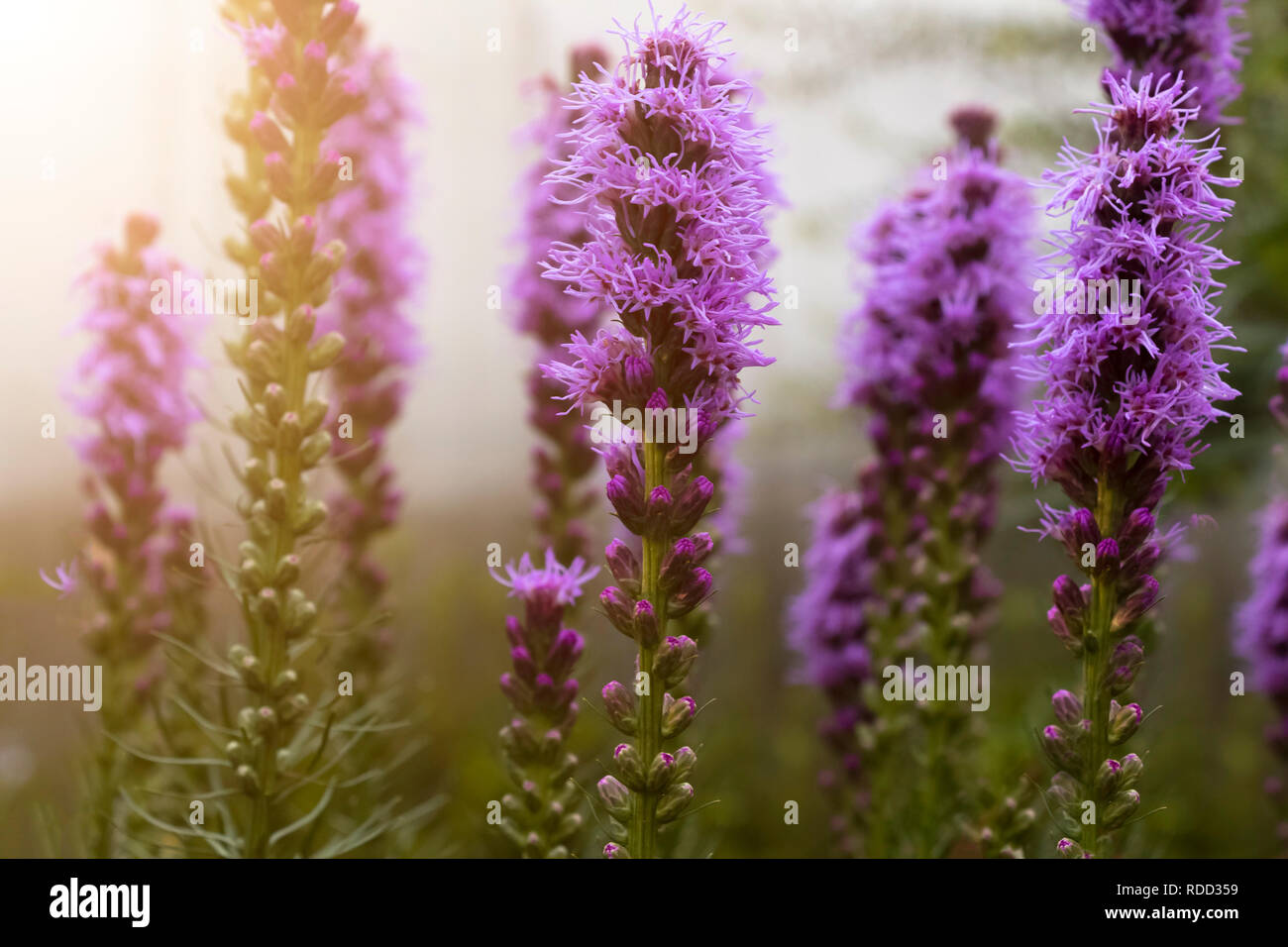 Decorative garden bush in the backyard close up Stock Photo - Alamy