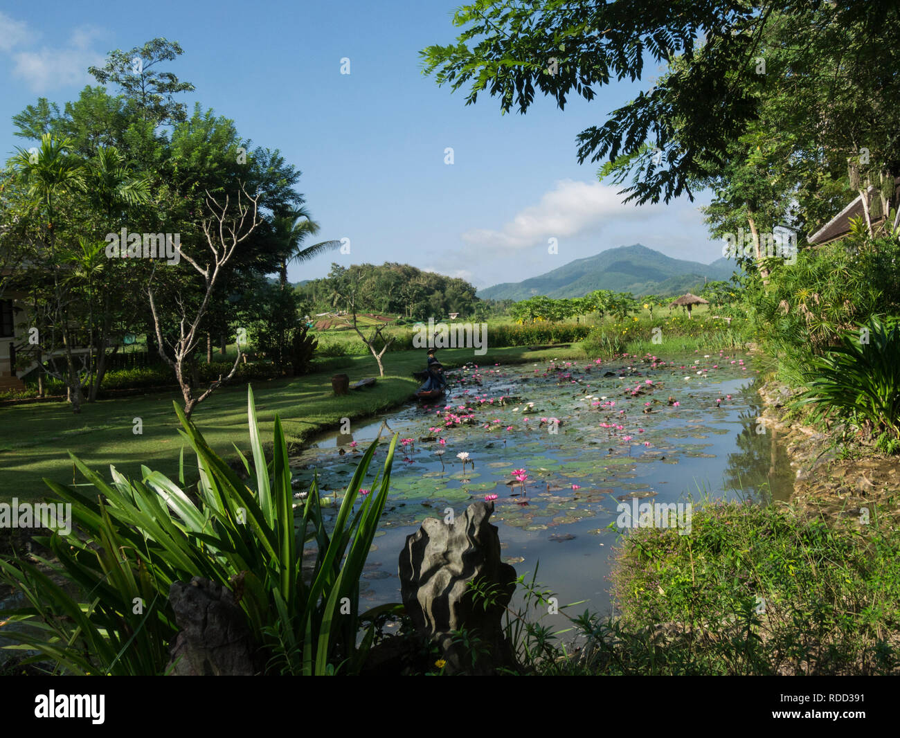 View from Hotel extensive grounds with lotus covered pond across rice ...