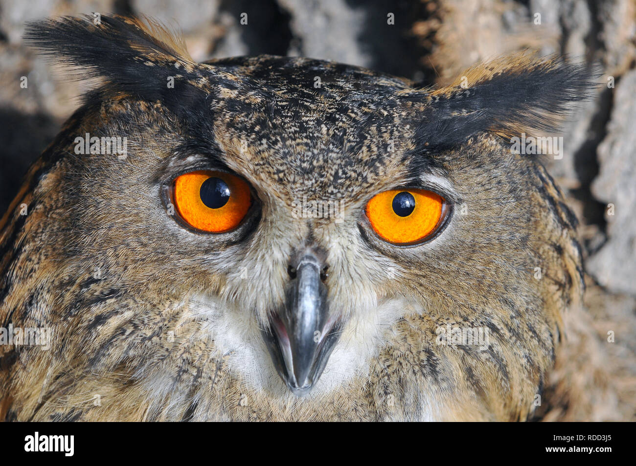 Eurasian eagle-owl, European eagle-owl, uhu, Bubo bubo Stock Photo - Alamy