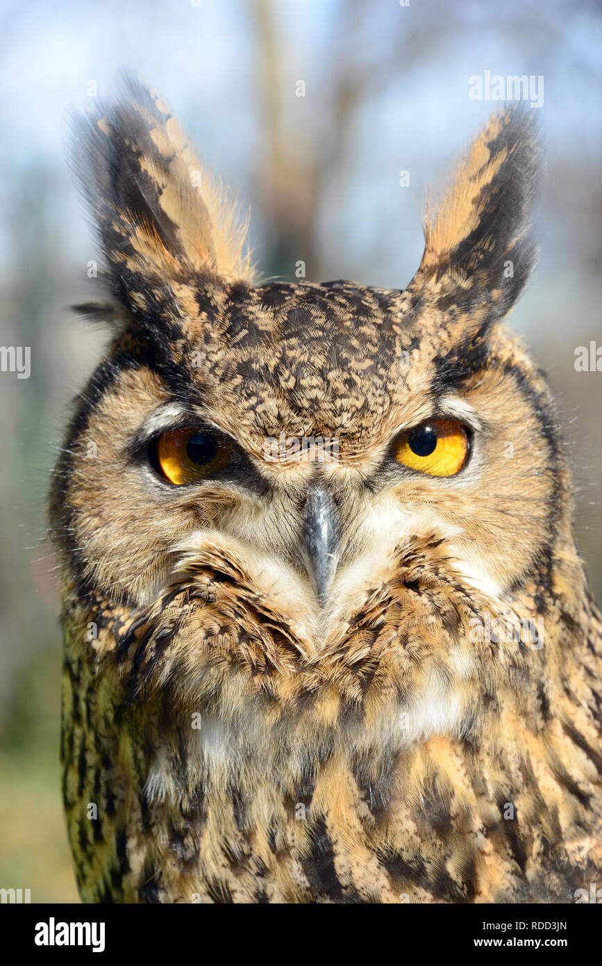 Eurasian eagle-owl, European eagle-owl, uhu, Bubo bubo, Hungary ...