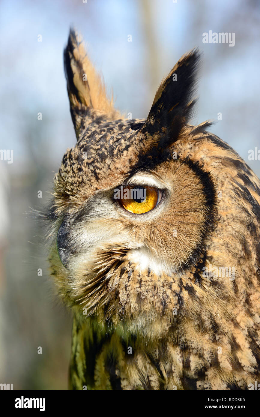 Eurasian eagle-owl, European eagle-owl, uhu, Bubo bubo, Hungary ...