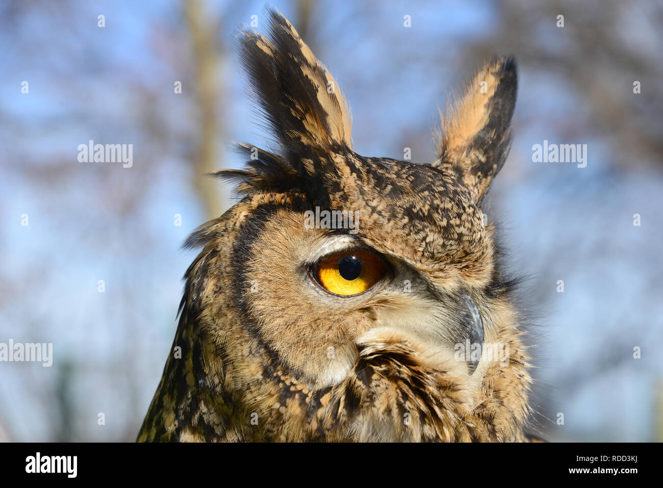 Eurasian eagle-owl, European eagle-owl, uhu, Bubo bubo, Hungary ...