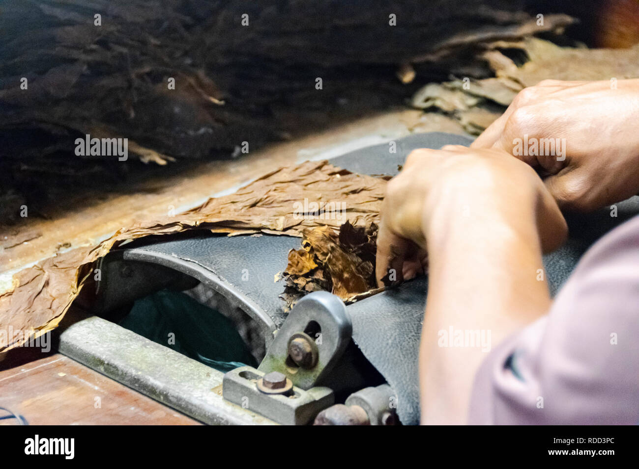 Cigar making table hi-res stock photography and images - Alamy
