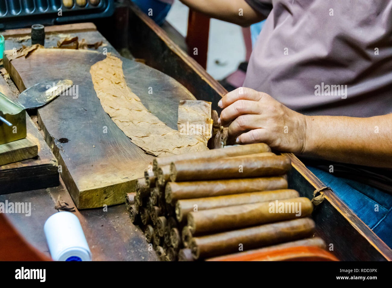Traditional manufacture of cigars at the tobacco factory. Closeup of ...