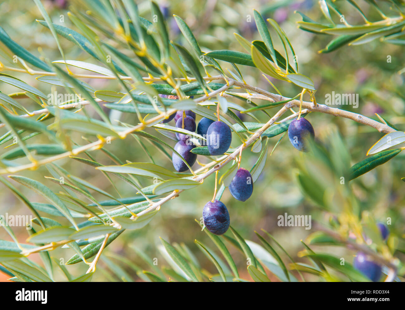 Natural olive tree view hi-res stock photography and images - Alamy
