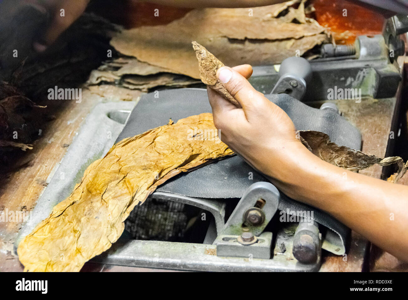 Traditional manufacture of cigars at the tobacco factory. Closeup of ...