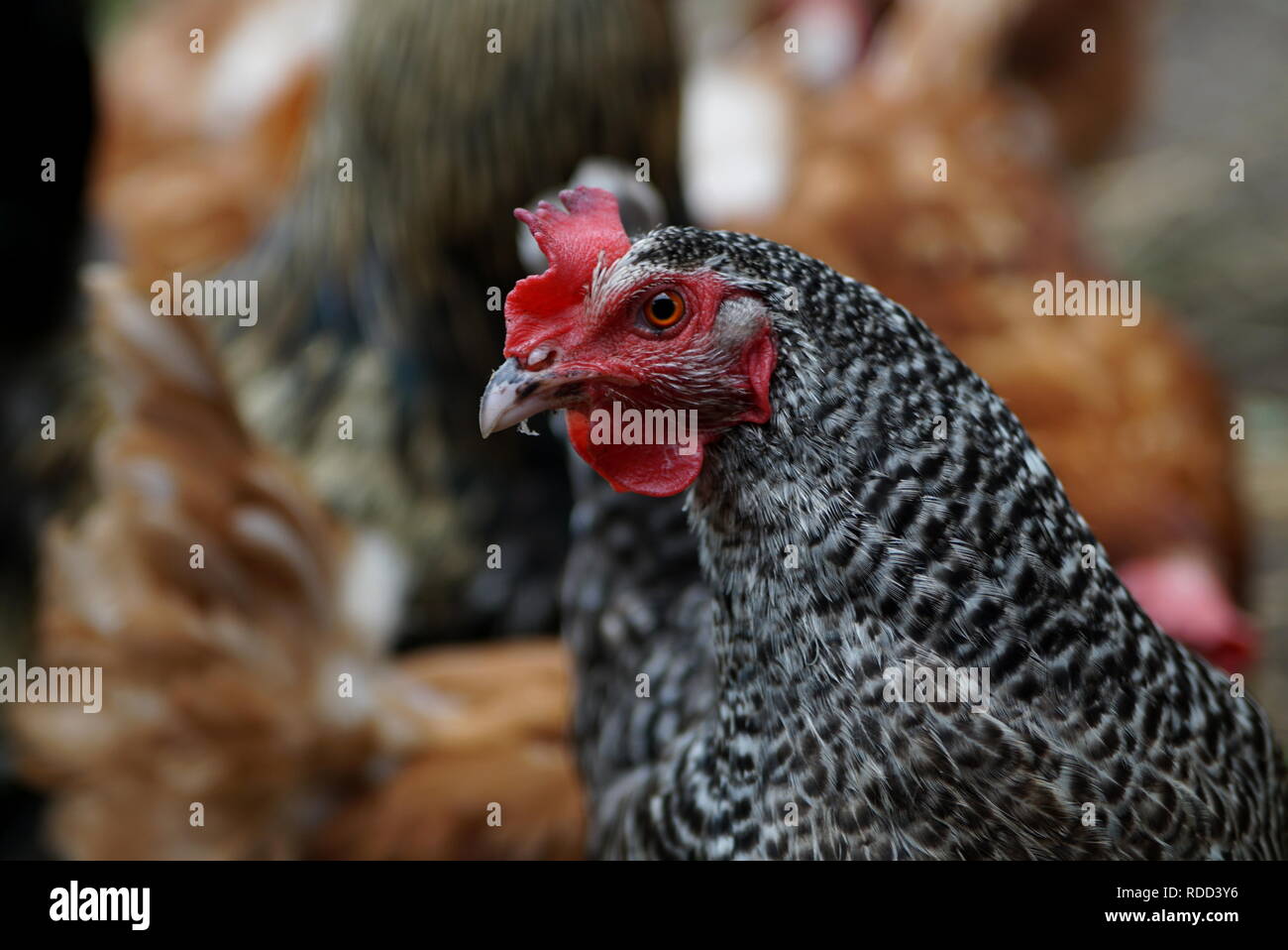 Chicken colour hi-res stock photography and images - Alamy